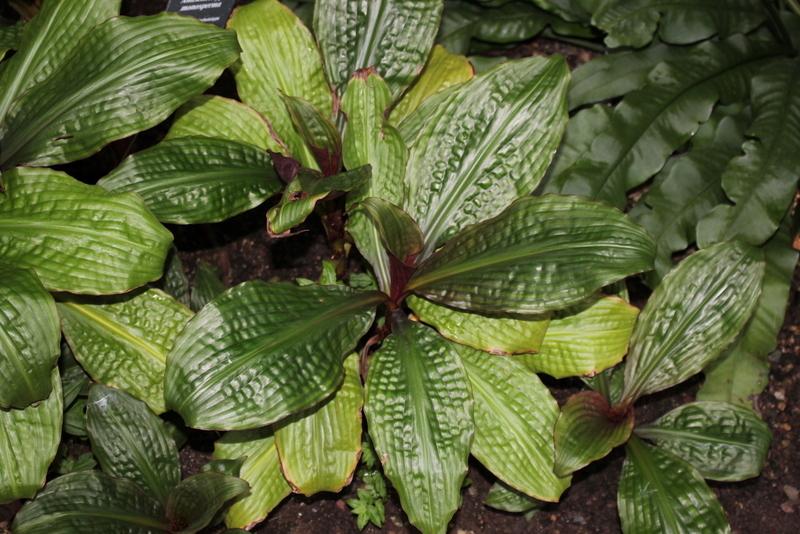 Photo of the leaves of Amischotolype monosperma posted by RuuddeBlock ...