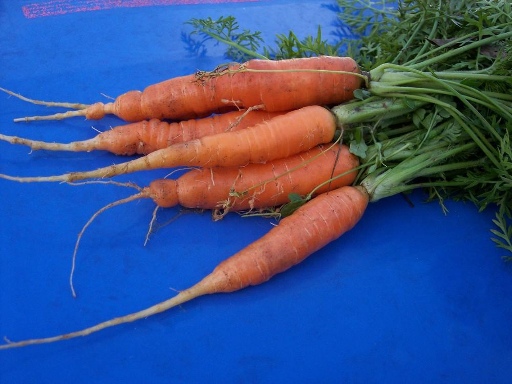 Photo of the roots of Carrot (Daucus carota var. sativus 'Juliana ...