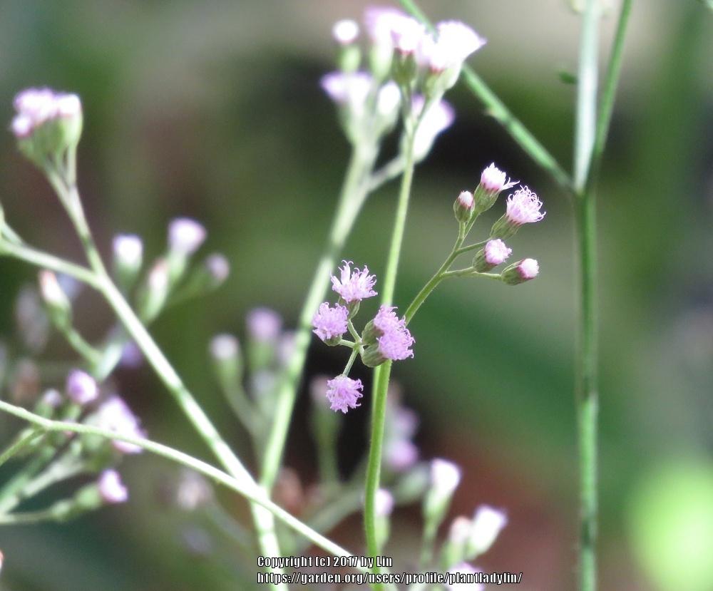 Photo of the bloom of Little Ironweed (Cyanthillium cinereum) posted by ...