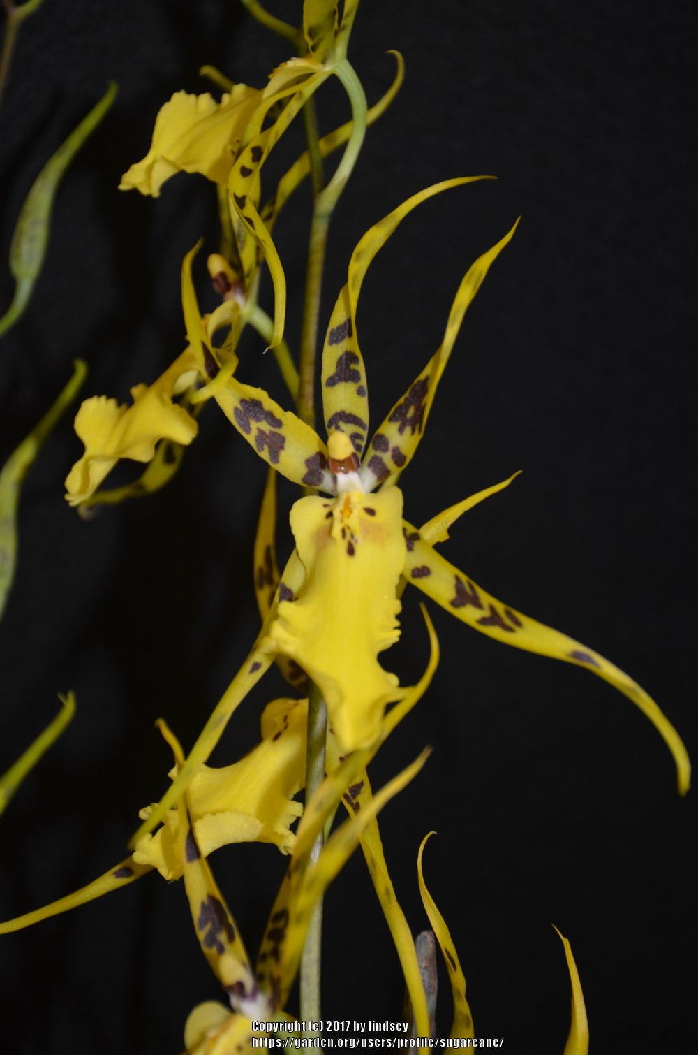 Orchid (Brassidium Gilded Urchin) - Garden.org