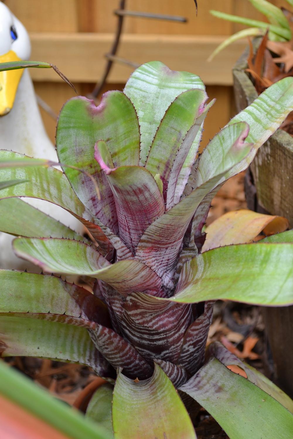 Photo of the entire plant of Bromeliad (Aechmea nudicaulis 'Rubra ...