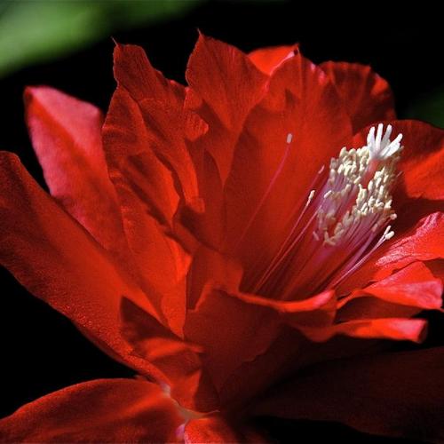 Orchid Cactus (Disocactus 'Petra') - Garden.org