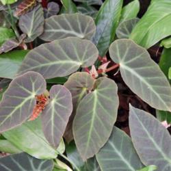 Photo of the entire plant of Begonia (Begonia angularis) posted by ...