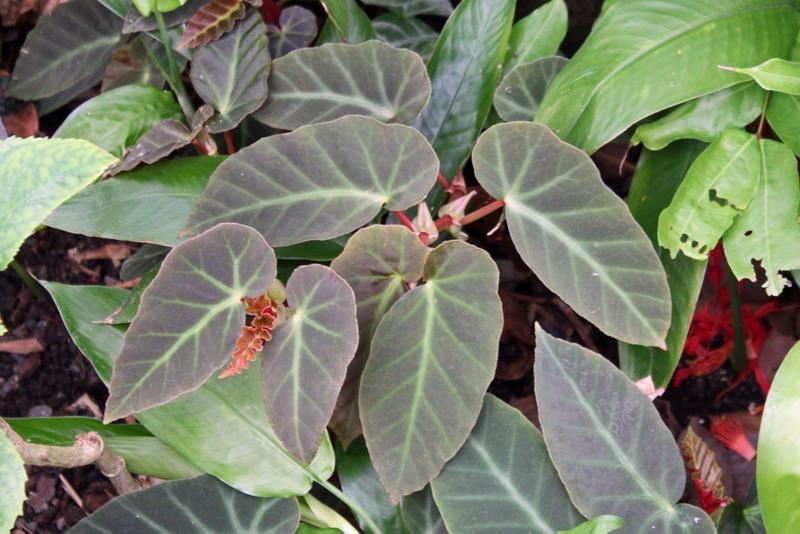 Begonia (Begonia angularis) in the Begonias Database - Garden.org