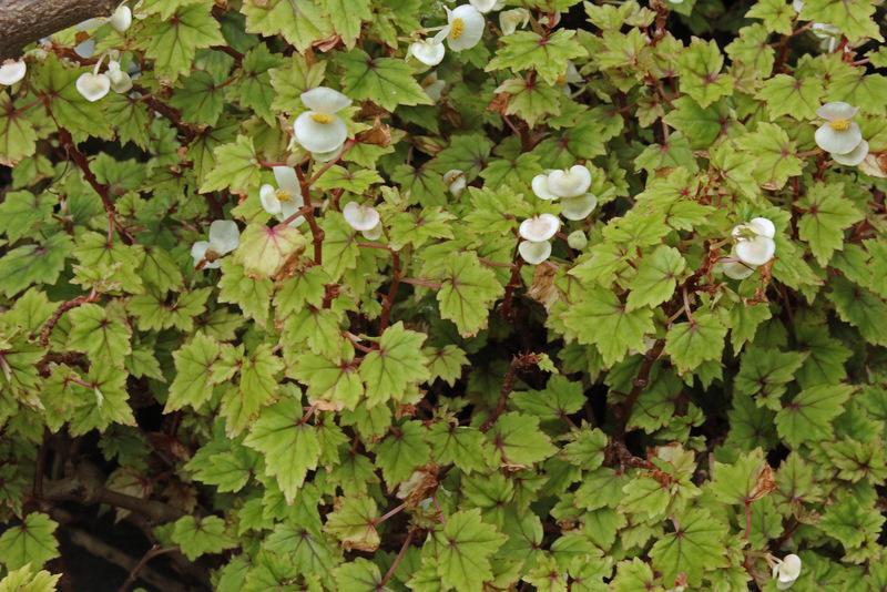 Photo of the entire plant of Maple-Leaf Begonia (Begonia dregei) posted ...