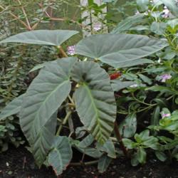 Begonia (Begonia angularis) in the Begonias Database - Garden.org