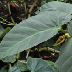 Begonia (Begonia angularis) in the Begonias Database - Garden.org