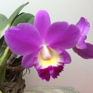 Orchid (Cattleya Mini Purple 'Shibuya') - Garden.org