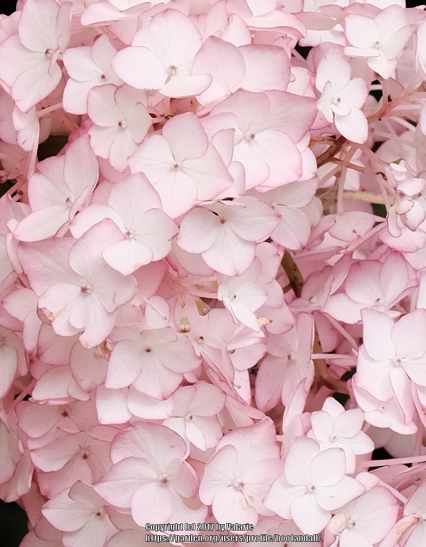 Hydrangea (Hydrangea macrophylla Dutch Ladies™ Sabrina) in the ...