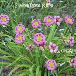 Daylily (Hemerocallis 'Elaina Rose Kline') in the Daylilies Database ...