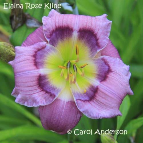 Daylily (Hemerocallis 'Elaina Rose Kline') in the Daylilies Database ...