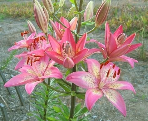 Photo of the entire plant of Lily (Lilium 'Trogon') posted by ...