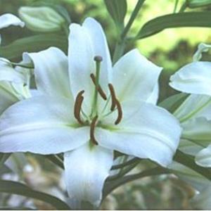 Lily (Lilium 'Simplon') in the Lilies Database - Garden.org