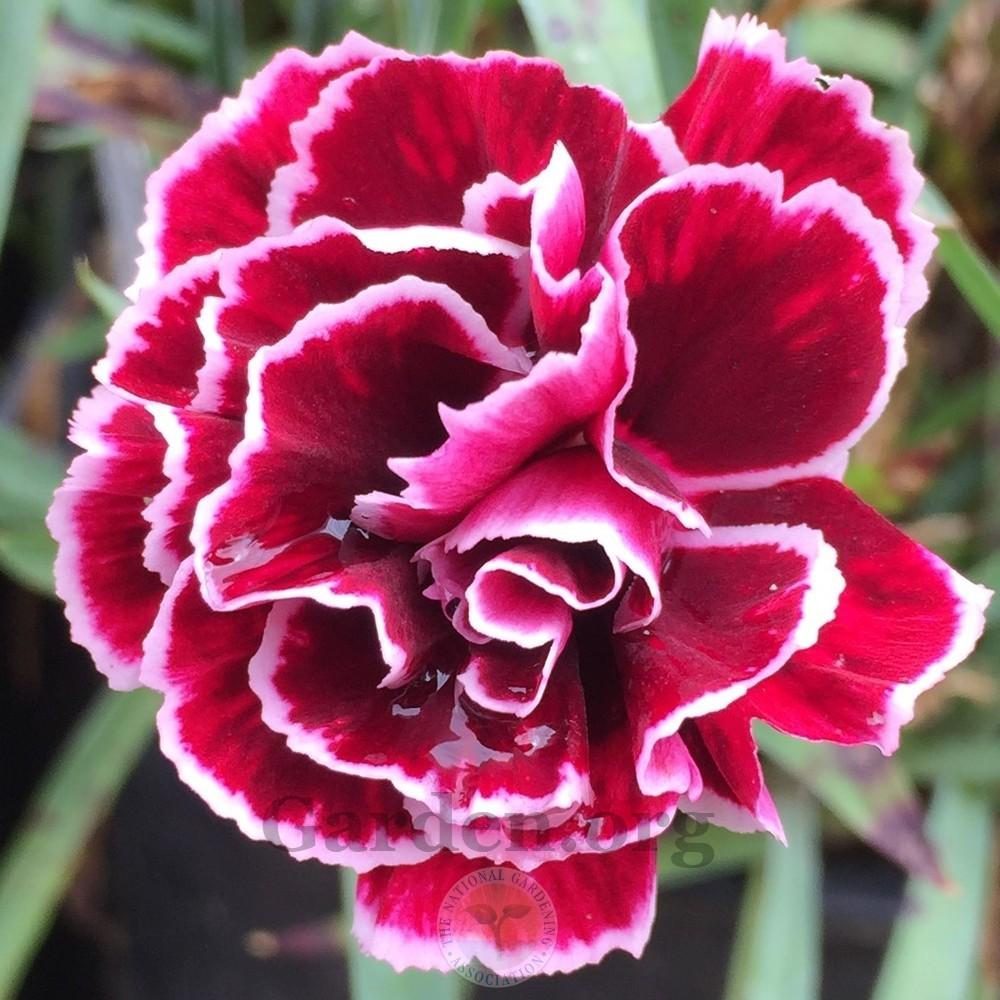 Dianthus Sunflor® Margarita in the Dianthus Database - Garden.org
