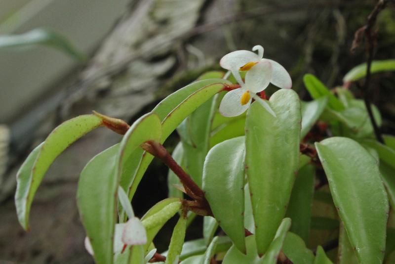 Begonia (Begonia polygonoides) in the Begonias Database - Garden.org