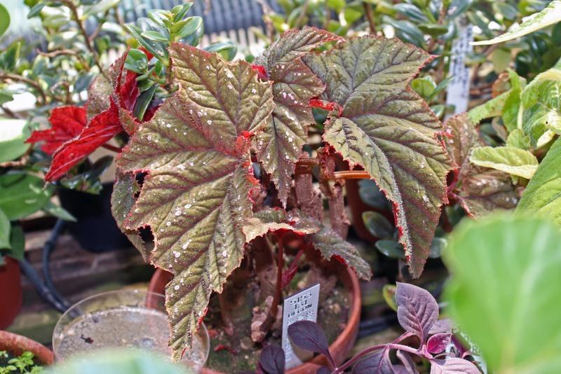 Begonia (Begonia olbia) in the Begonias Database - Garden.org
