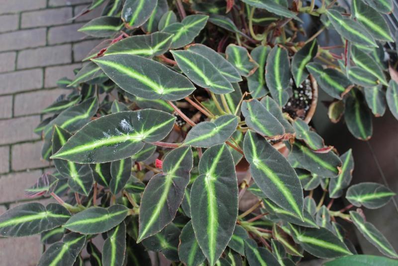 Photo of the entire plant of Species Begonia (Begonia listada) posted ...