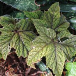 Begonia (Begonia olbia) in the Begonias Database - Garden.org