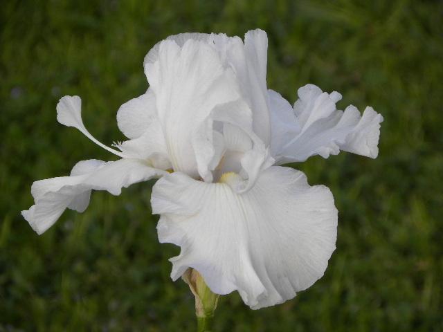 Photo of the bloom of Tall Bearded Iris (Iris 'Battlestar Atlantis') posted by SassyCat - Garden.org