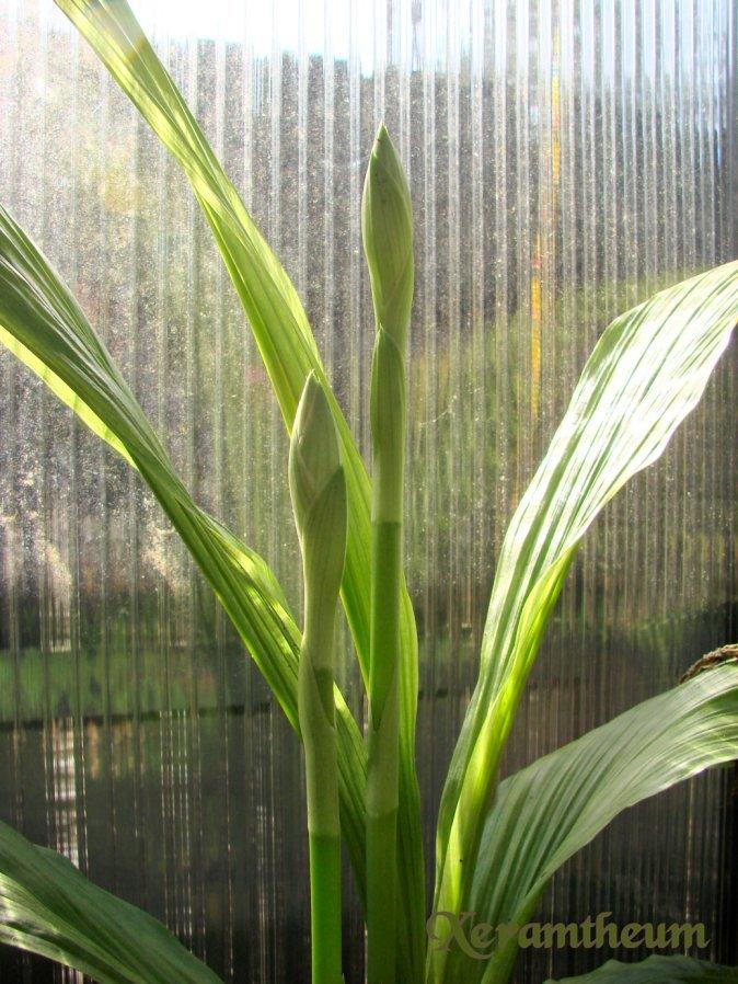 Photo of the closeup of buds, sepals and receptacles of Nun's Cap ...