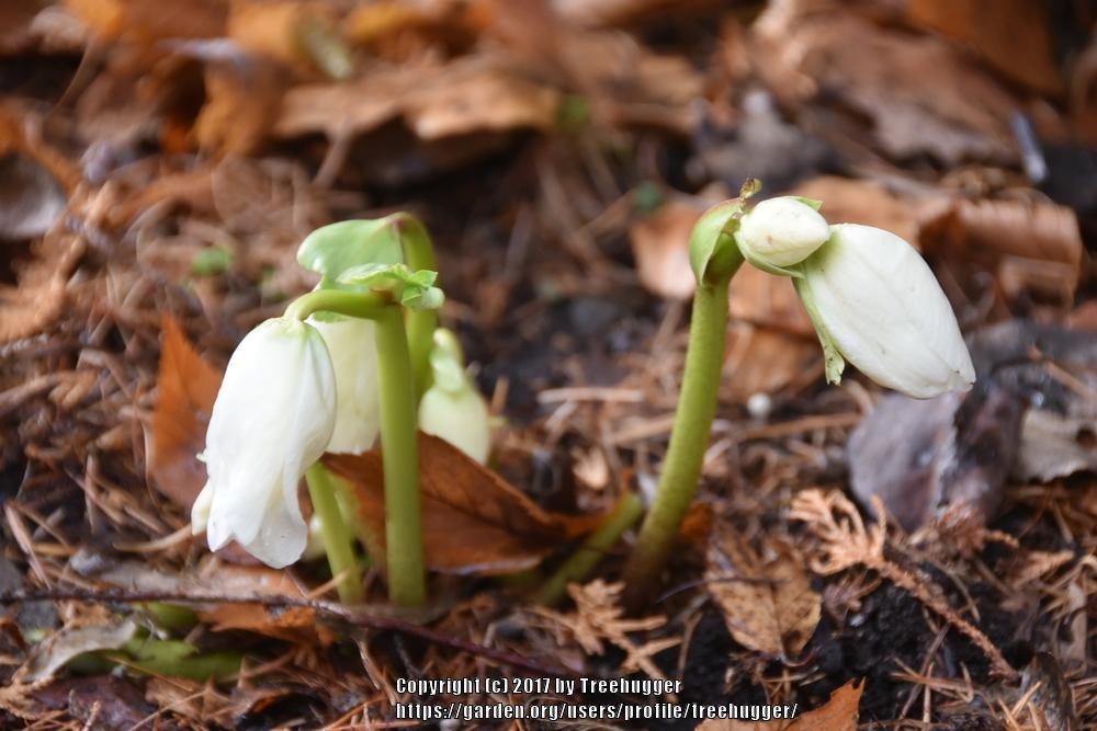 Photo of the emerging growth of Hellebore (Helleborus niger Gold ...