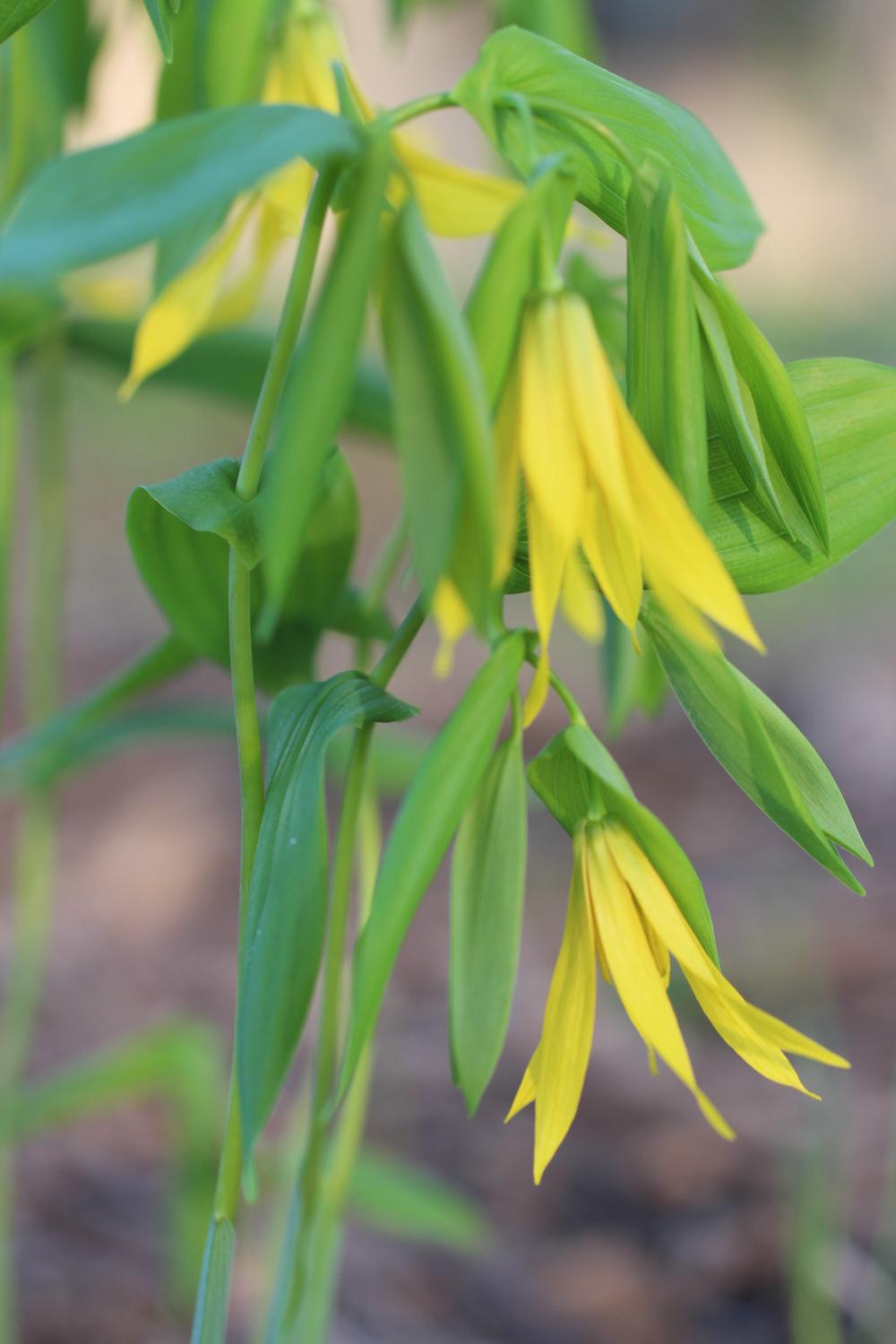 Photo of the bloom of Large-flowered Bellwort (Uvularia grandiflora ...