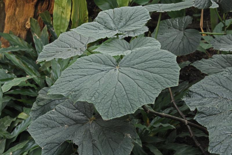 Begonia (Begonia valida) in the Begonias Database - Garden.org