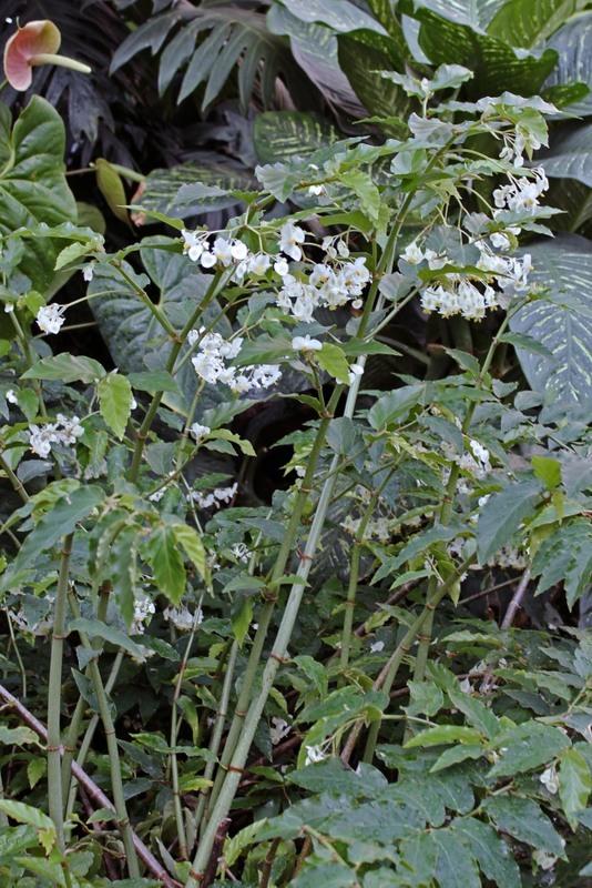 Photo of the entire plant of Begonia (Begonia undulata) posted by ...