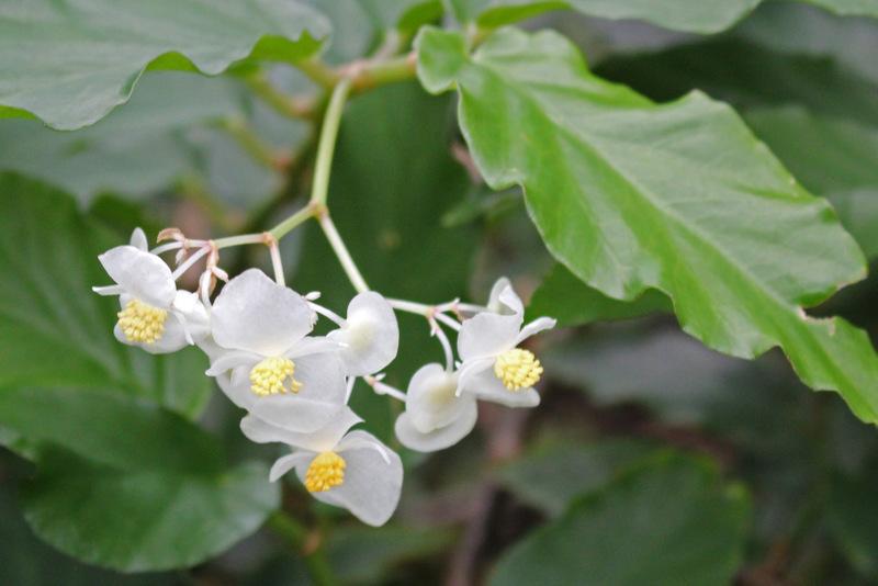 Photo of the bloom of Begonia (Begonia undulata) posted by RuuddeBlock ...