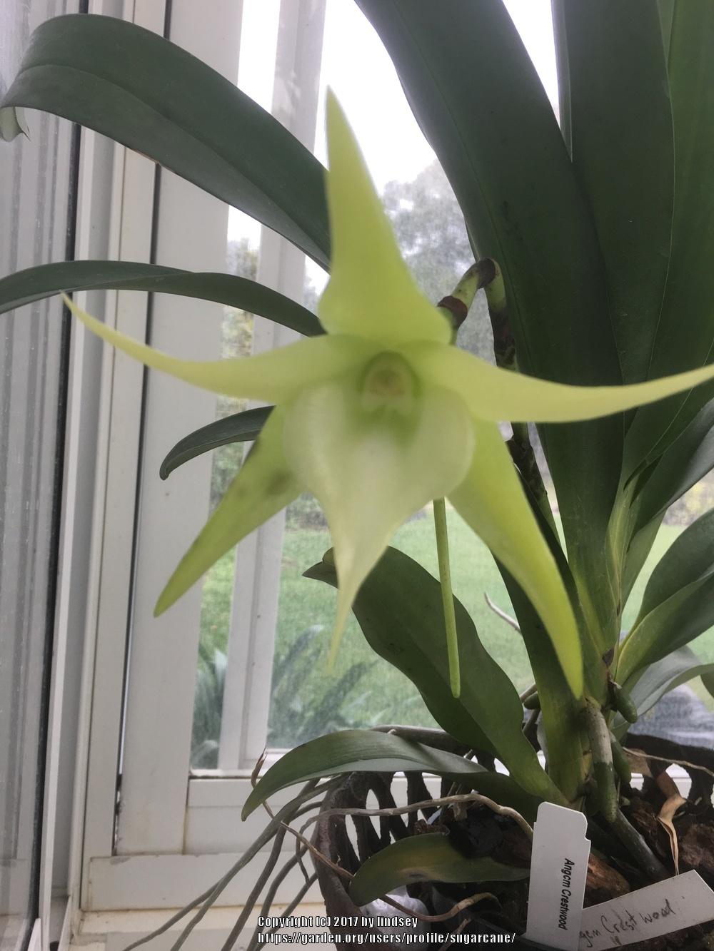 Orchid (Angraecum Crestwood) - Garden.org