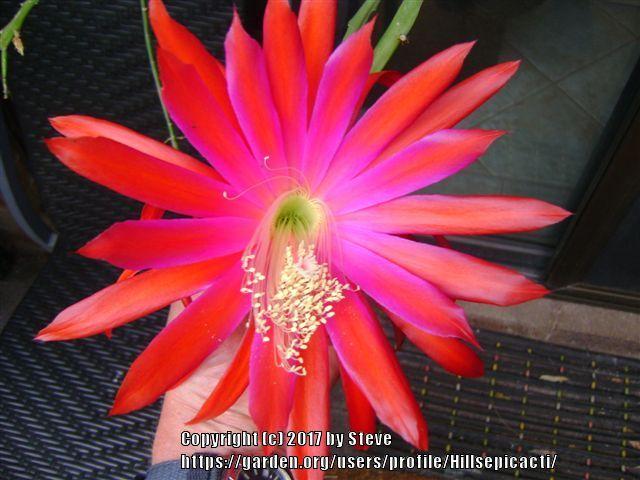 Hybrid Epiphyllum (Epiphyllum 'Viking') in the Epiphyllum Database ...