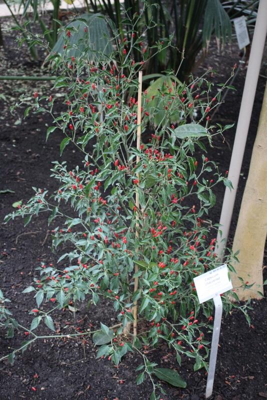 Photo of the entire plant of Tova (Capsicum chacoense) posted by ...