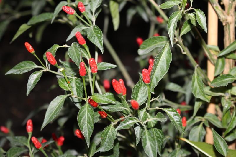 Tova (Capsicum chacoense) in the Peppers Database - Garden.org