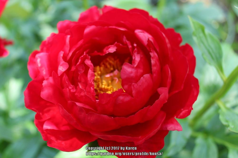 Saunders Peonies in the Peonies forum - Garden.org
