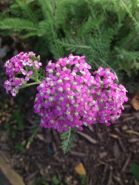Yarrow (Achillea 'Oertel's Rose') in the Yarrows Database - Garden.org
