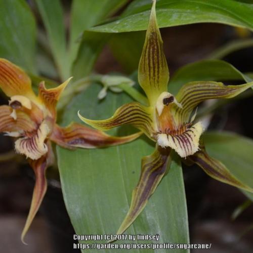 Orchid (Galeottia grandiflora) - Garden.org
