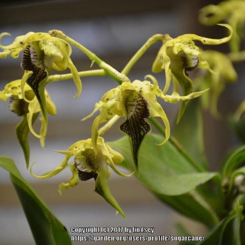 Alexandra's Dendrobium (Dendrobium alexandrae) - Garden.org