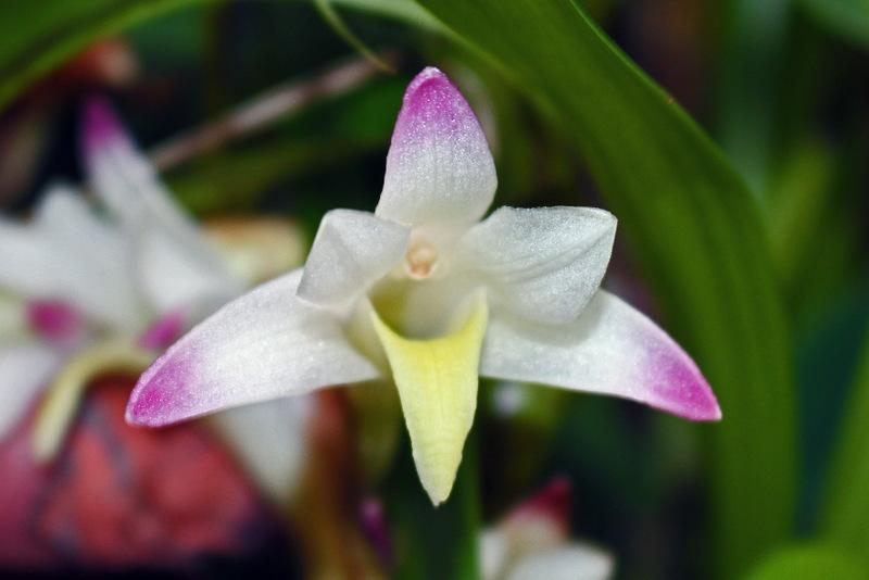 Photo of the bloom of Orchid (Coelia bella) posted by RuuddeBlock ...
