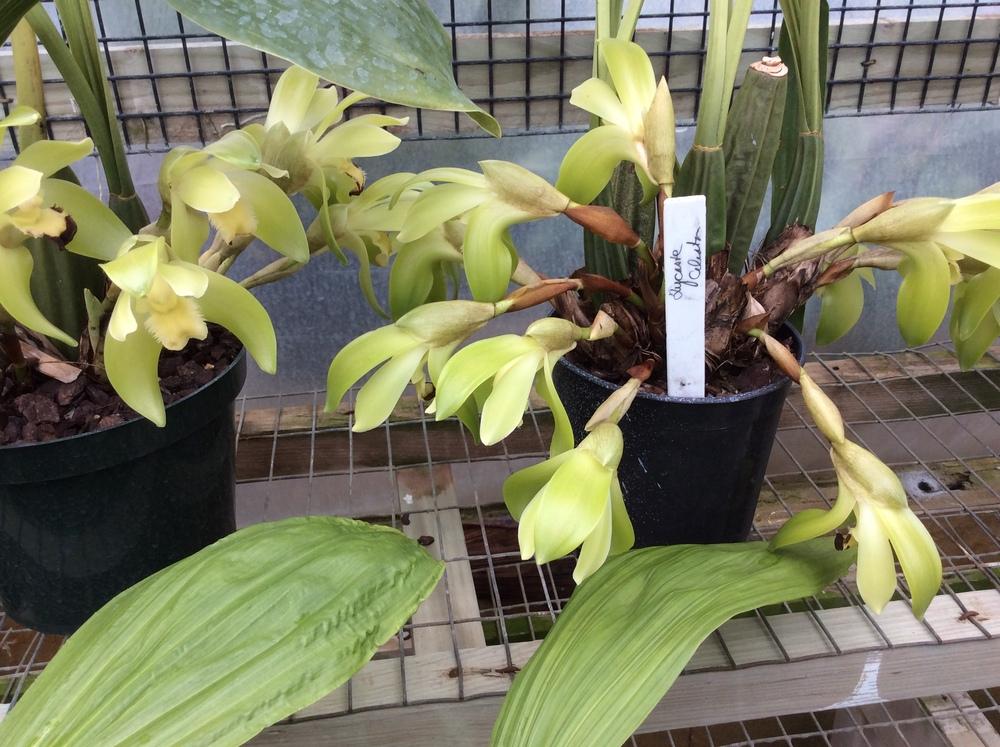 Orchid (Ida ciliata) - Garden.org