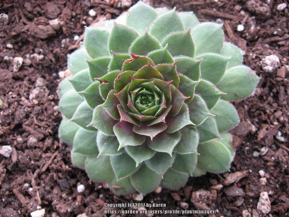 Sempervivum: Plant Care and Collection of Varieties - Garden.org