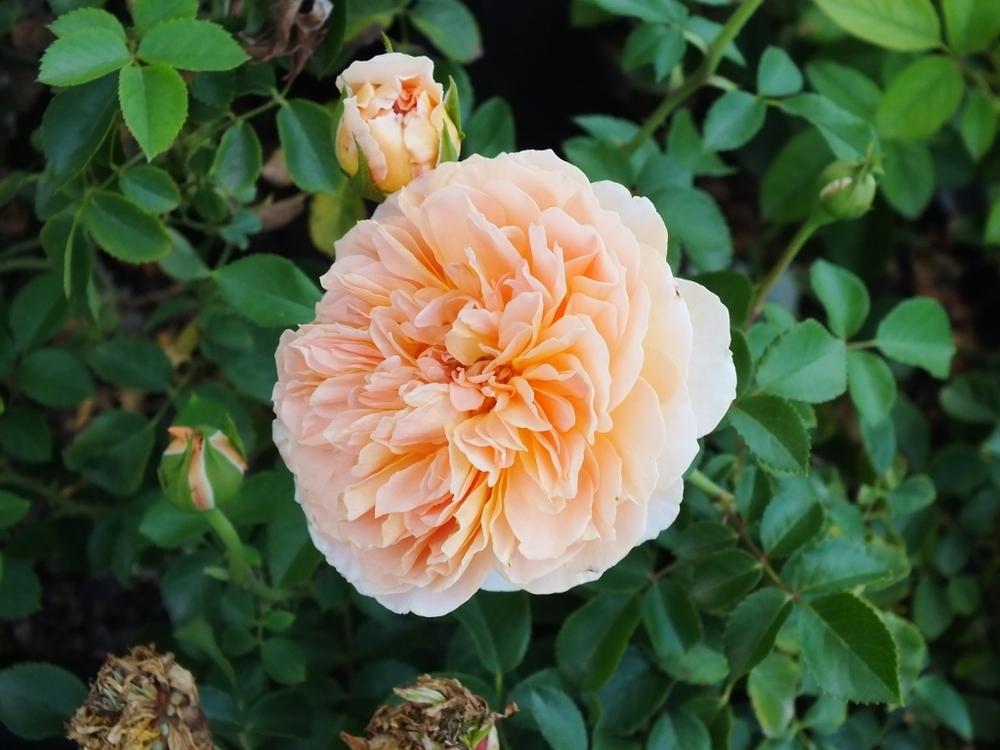 Rose (Rosa 'Grand Prix') in the Roses Database - Garden.org