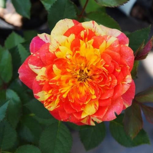 Rose (Rosa 'Showy Pinocchio') in the Roses Database - Garden.org