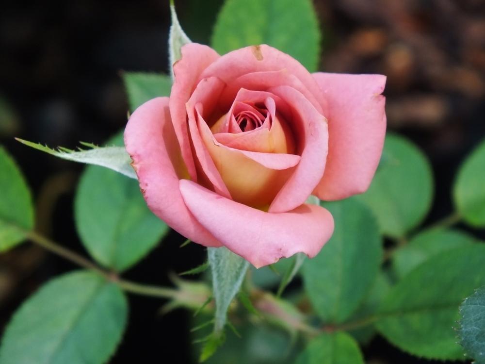 Rose (Rosa 'Incognito') in the Roses Database - Garden.org