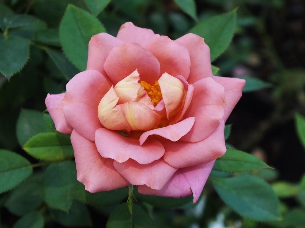 Photo of the bloom of Rose (Rosa 'Incognito') posted by sunnyvalley ...