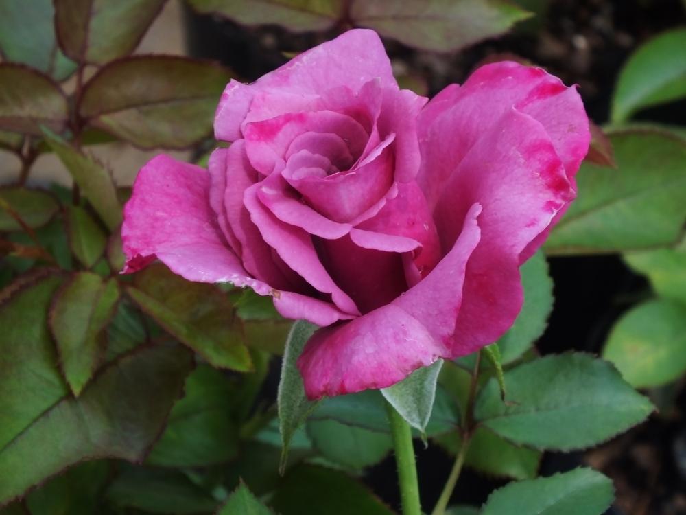 Rose (Rosa 'Shocking Sky') in the Roses Database - Garden.org