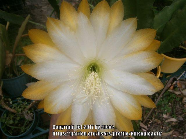 Hybrid Epiphyllum (Epiphyllum 'Andromeda') in the Epiphyllum Database ...