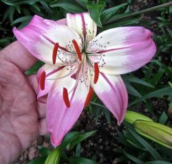 Lily Seedlings with nectary "flares" in the Lilies forum - Garden.org