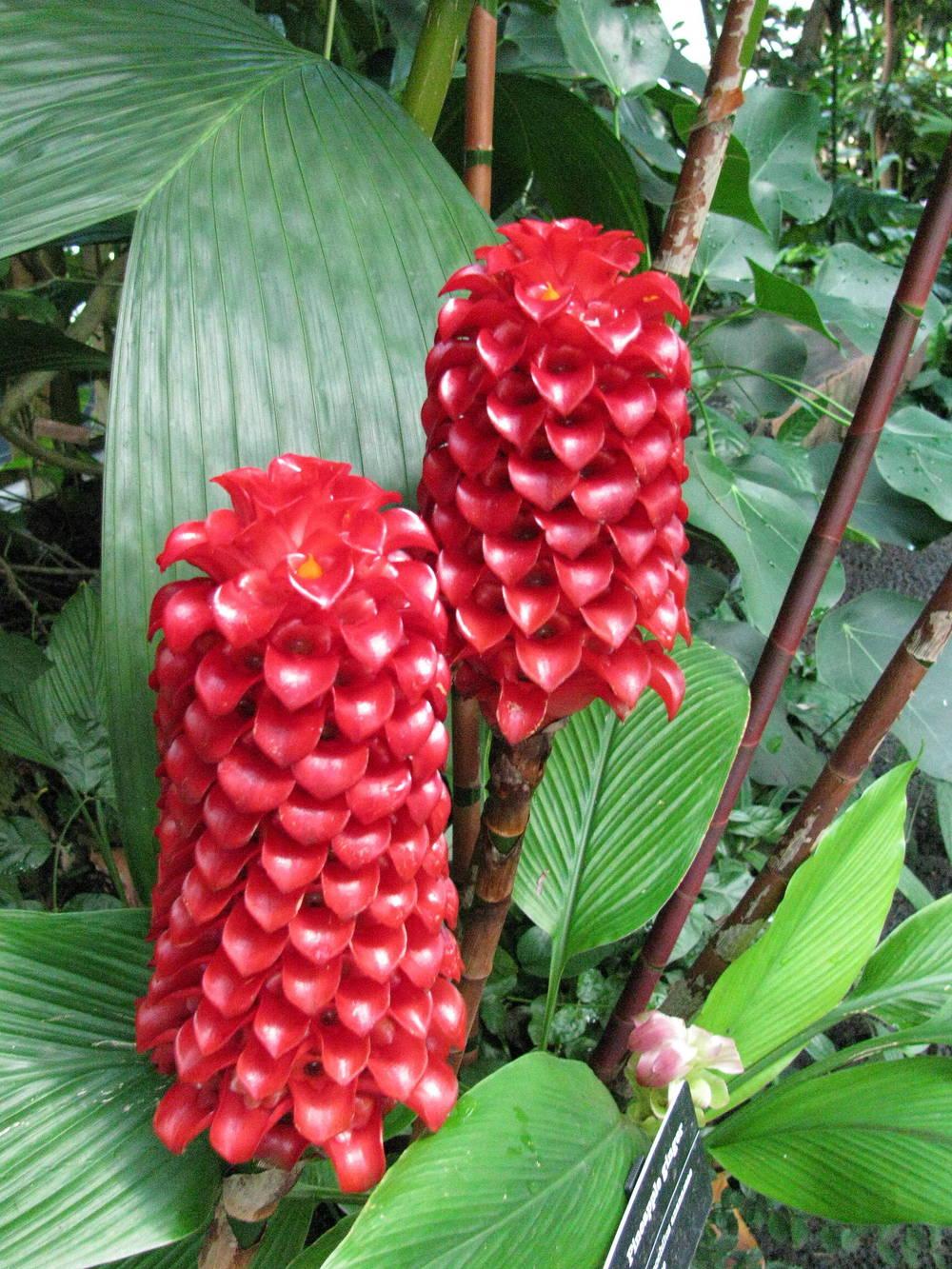Photo of the leaves of Gingers (Zingiber) posted by jmorth - Garden.org