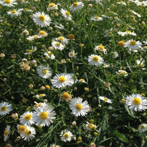 False Aster (Boltonia asteroides) - Garden.org