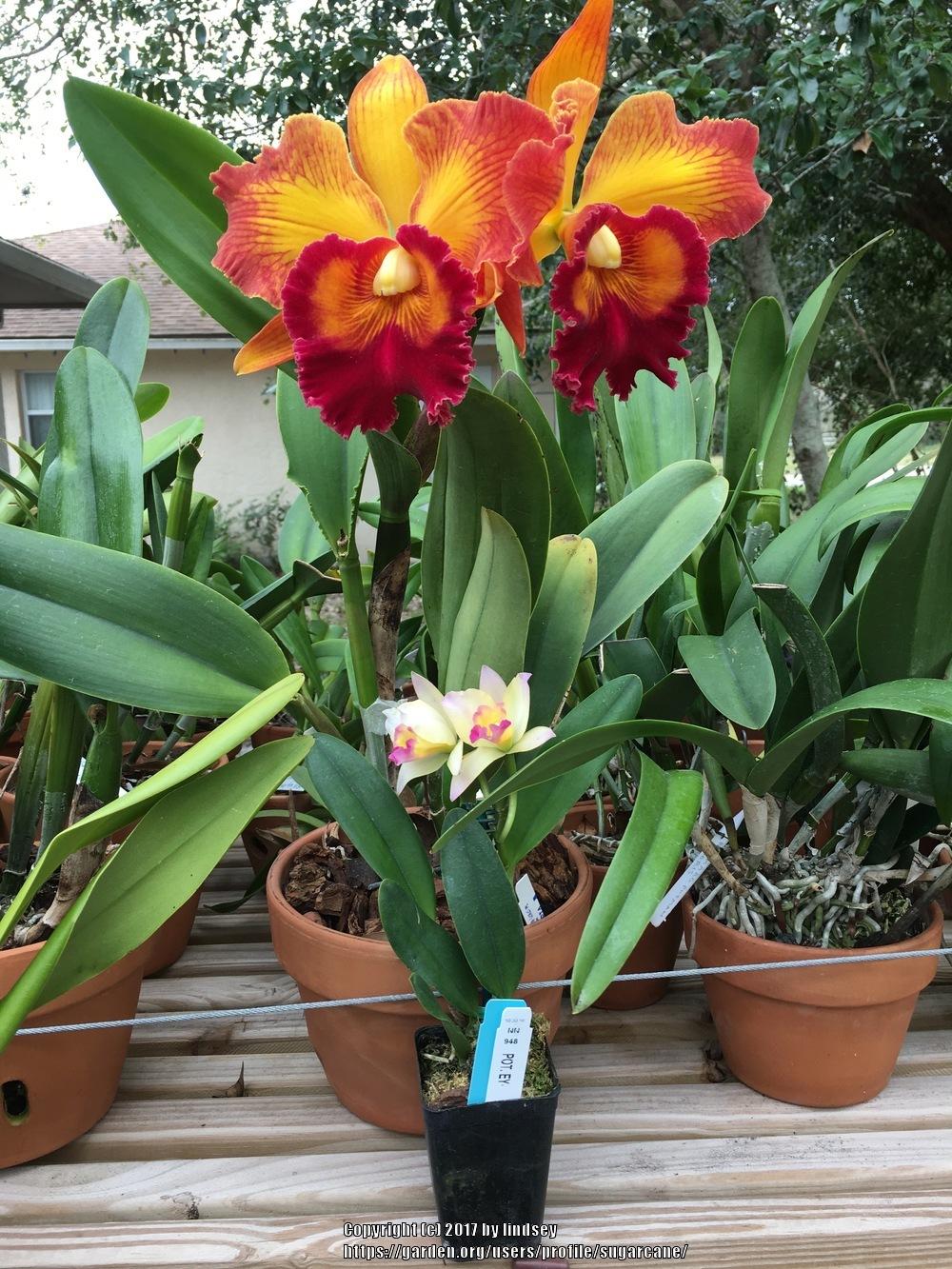 Photo of the entire plant of Orchid (Rhyncholaeliocattleya Lai's ...